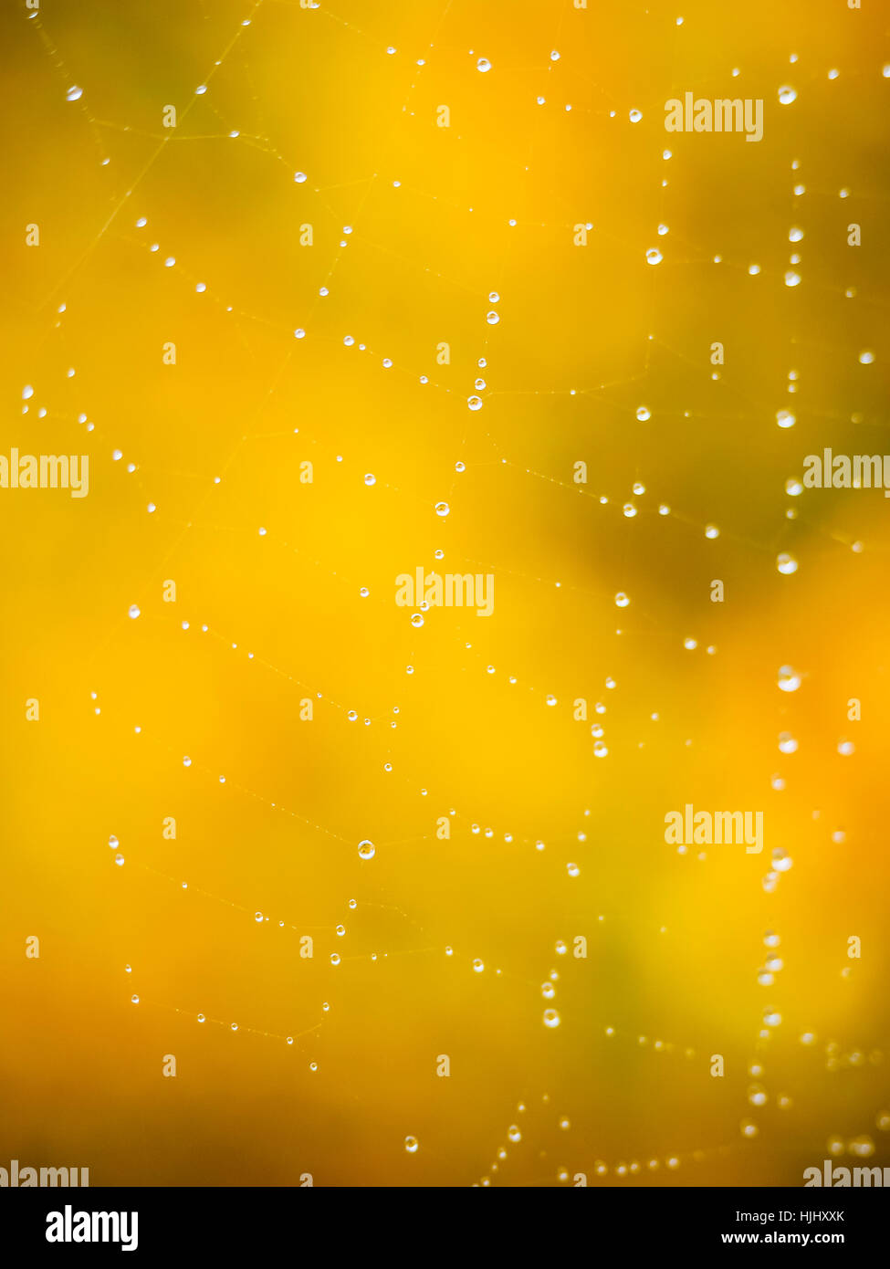 Part of cobweb with rain drops Stock Photo - Alamy
