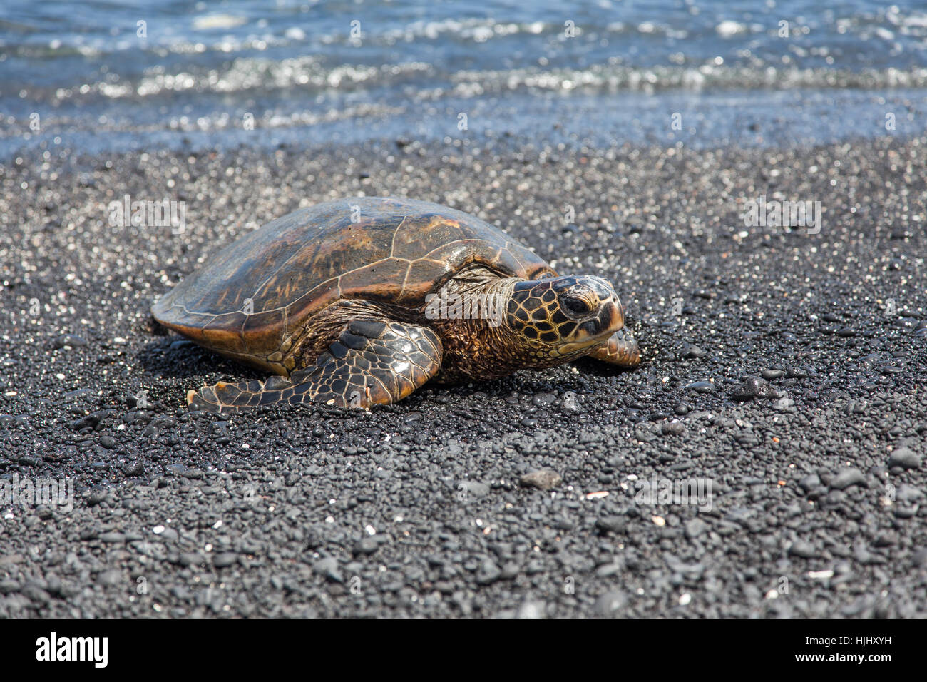 reptile, shell, surface, tropical, turtle, flipper, salt water, sea ...