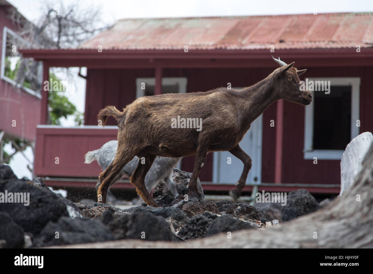 Short horns hi-res stock photography and images - Alamy