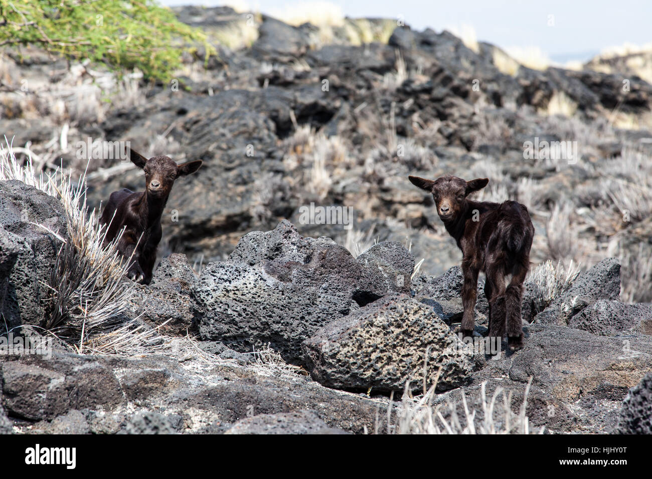 lost, goat, horns, herbivore, kid, alone, lonely, wild, lost, sad, goat ...