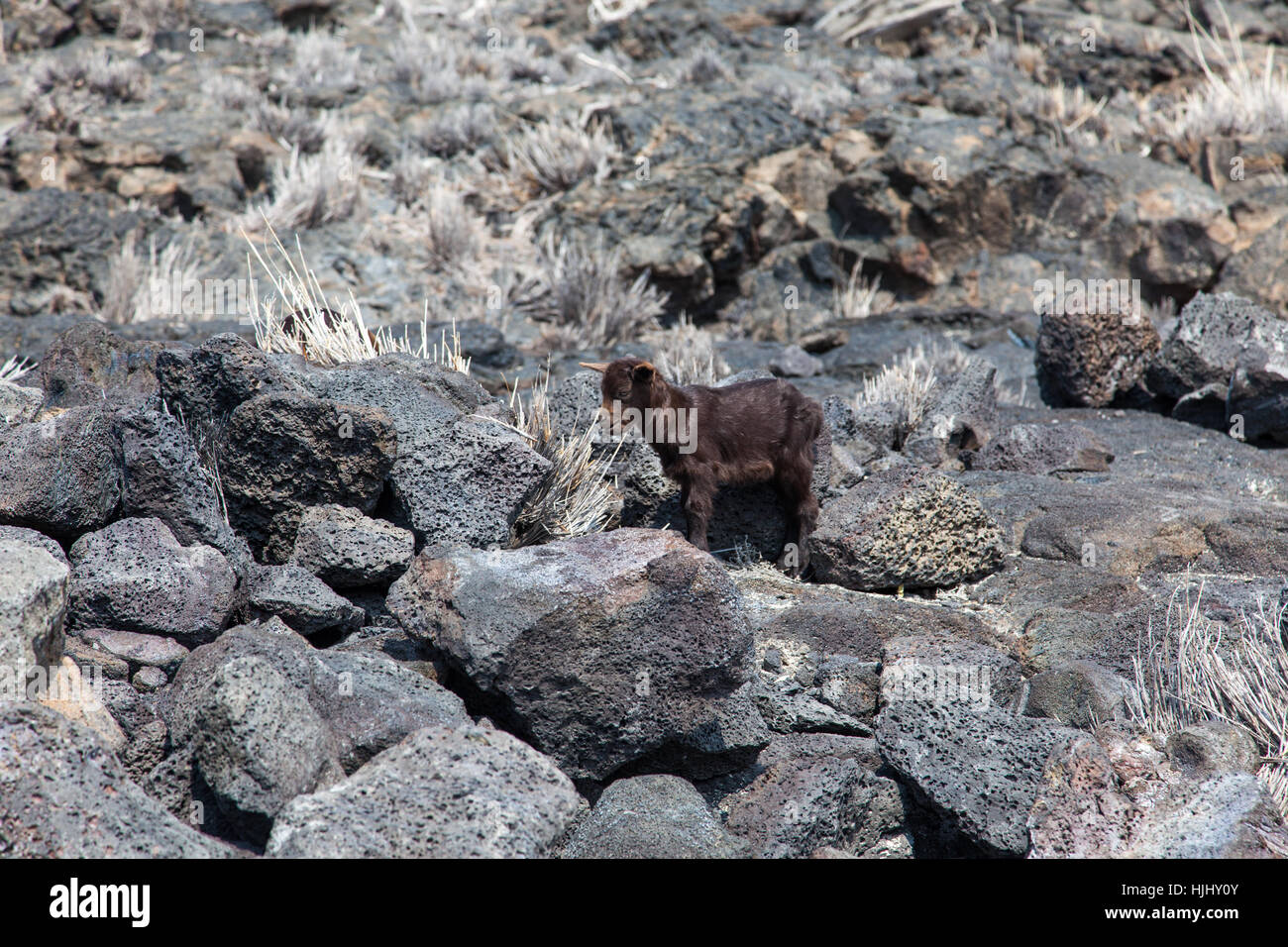 lost, goat, horns, herbivore, kid, alone, lonely, wild, lost, sad, goat ...