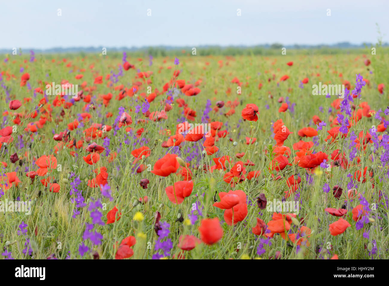 Colorful poppy field hi-res stock photography and images - Alamy