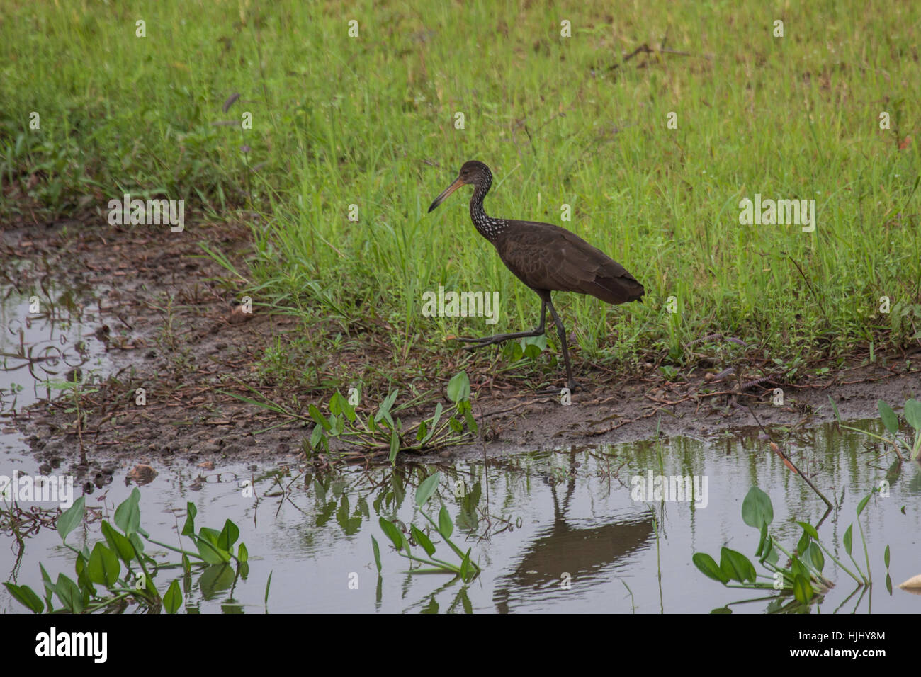 Limpkin foraging in wetland in Brazil Stock Photo - Alamy