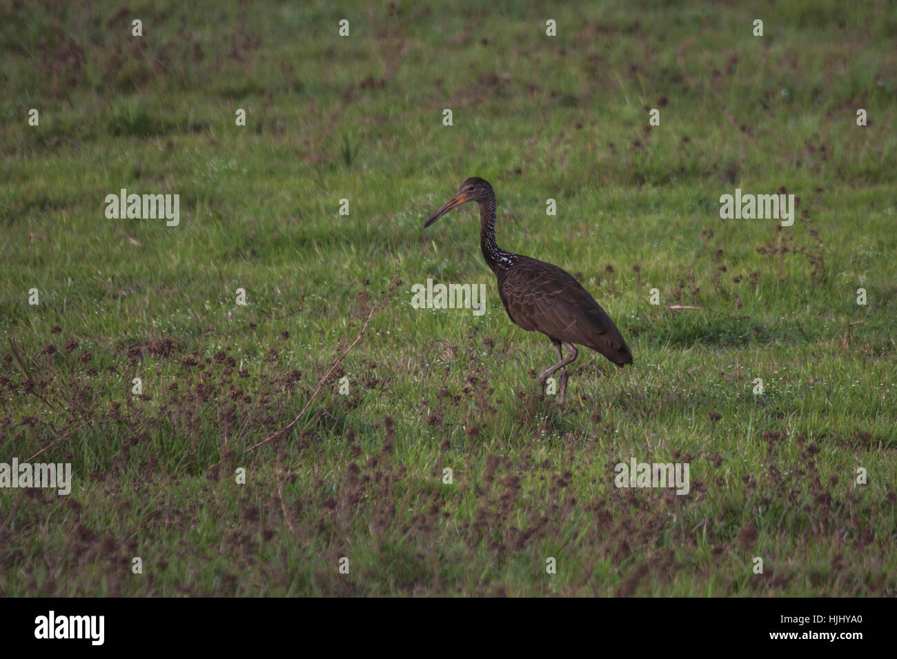 Limpkin foraging in wetland hi-res stock photography and images - Alamy
