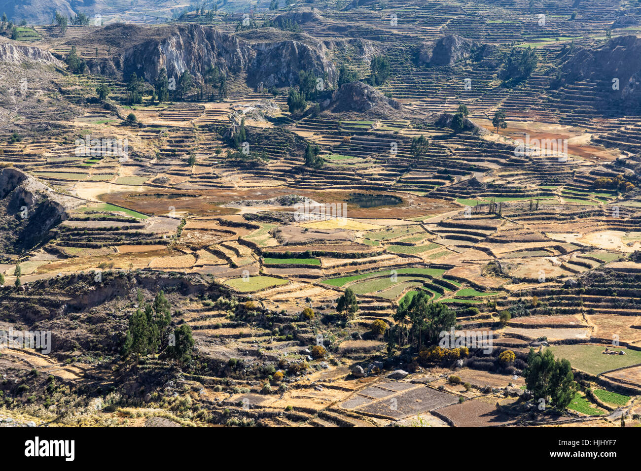 Peru, Andes, Chivay, Colca Canyon Stock Photo - Alamy