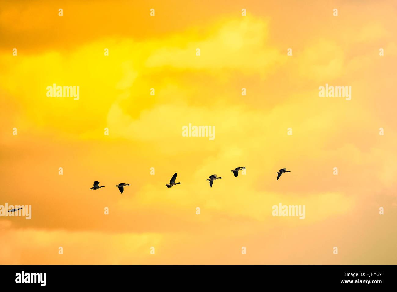 Flying geese at sunset Stock Photo - Alamy