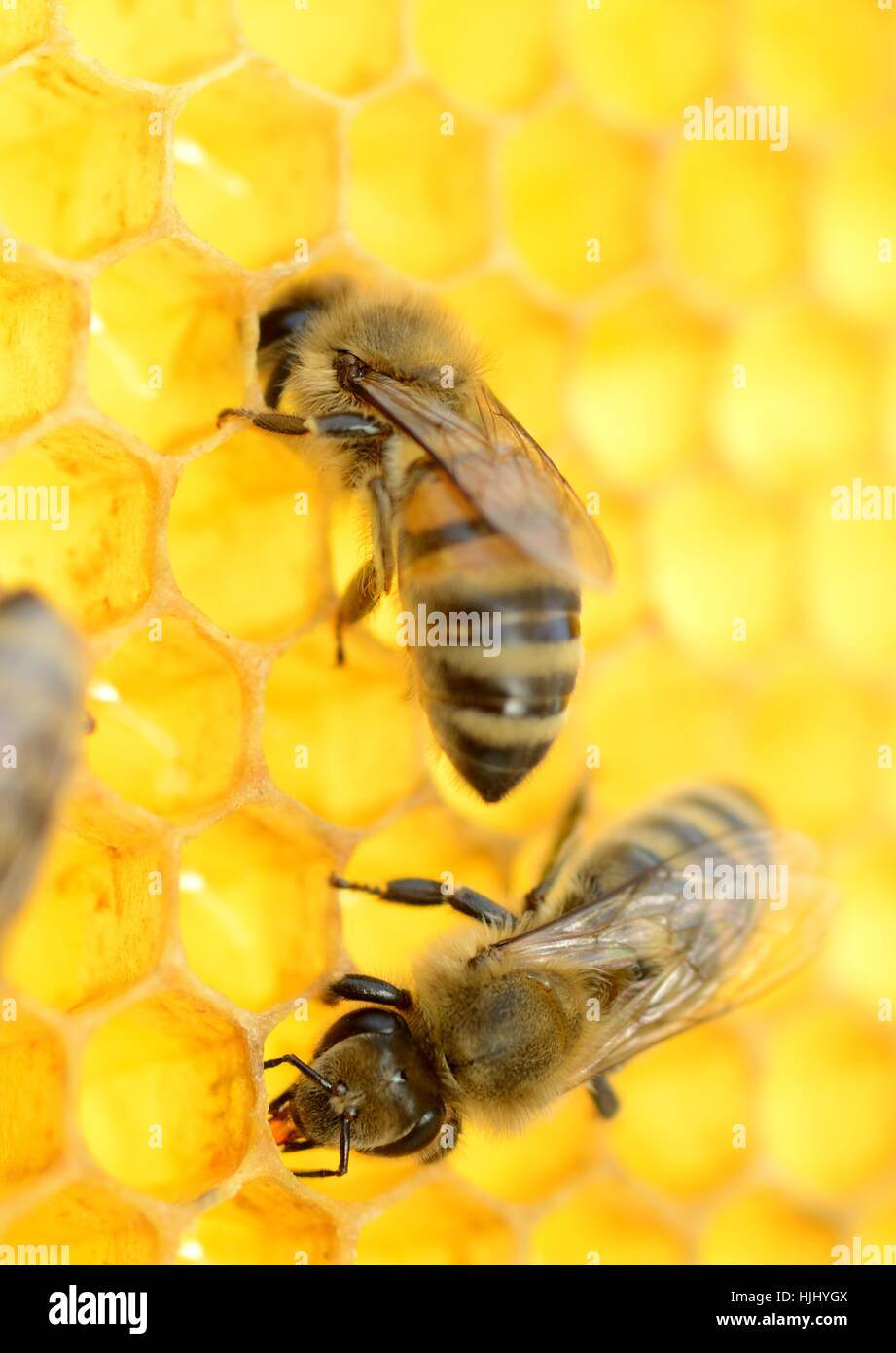insect, beehive, cell, spawn, honeycomb, honey, bee, apiarist ...