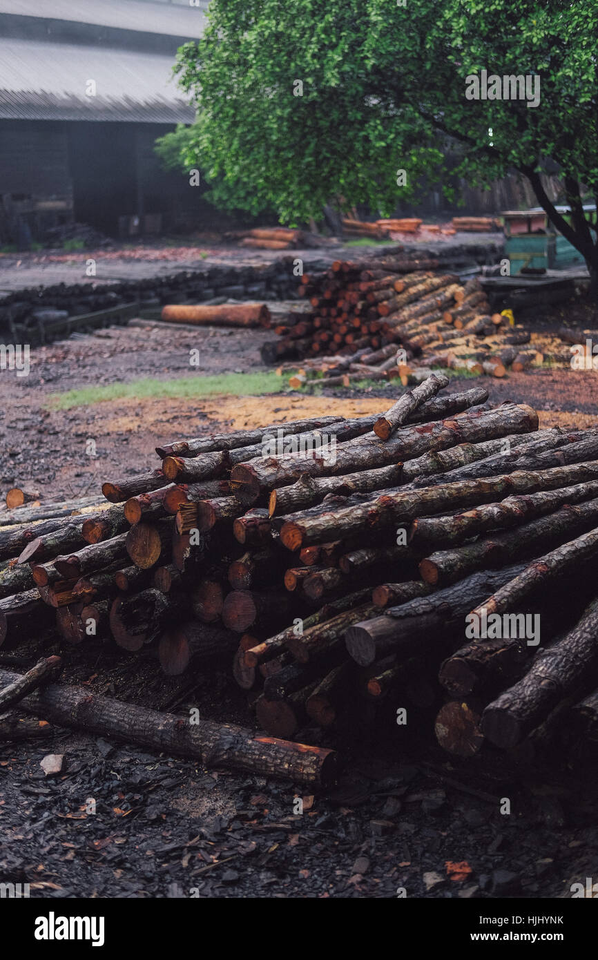 Mangrove log hi-res stock photography and images - Alamy