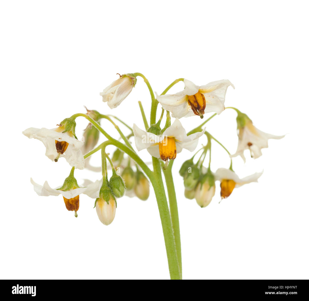 macro, close-up, macro admission, close up view, flower, plant, bud ...