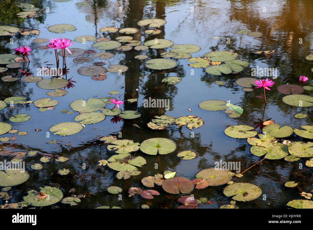water lily, aquatic plant, fresh water, pond, water, water lilies ...