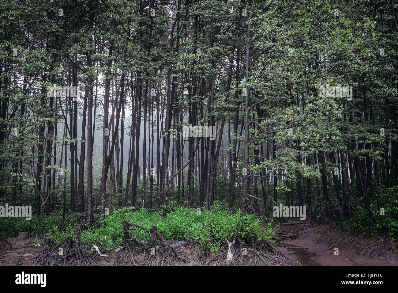 Mangroves broome mangrove hi-res stock photography and images - Alamy
