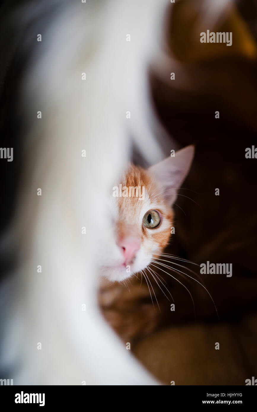 Hiding den hi-res stock photography and images - Alamy