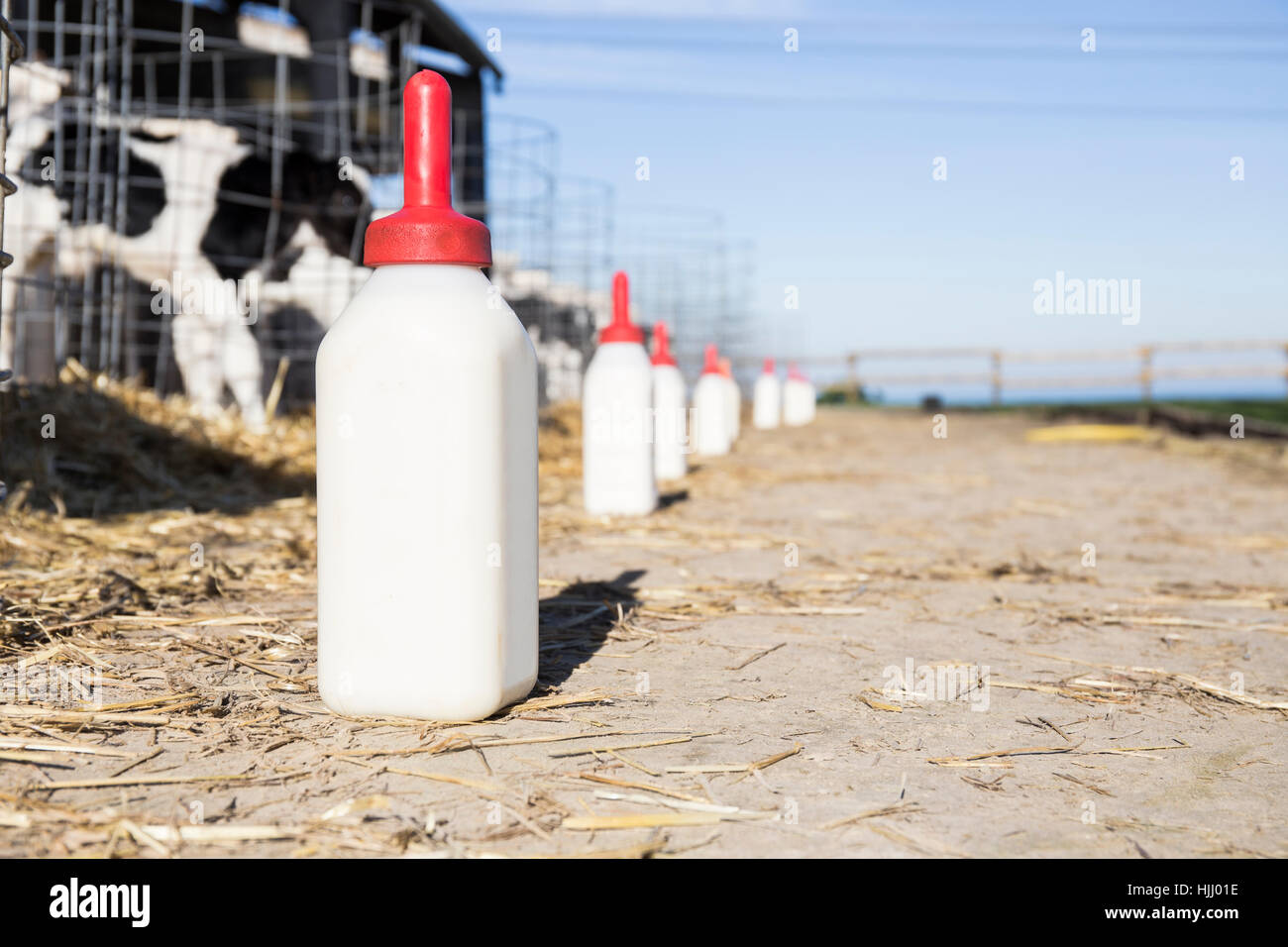 Milk feeding bottles with calfs in the background on a farm Stock Photo ...