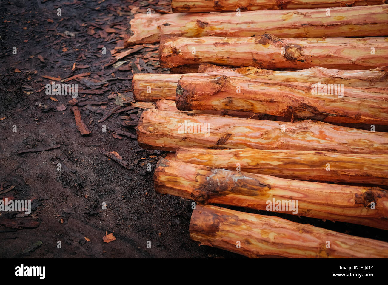 Mangrove wood hi-res stock photography and images - Alamy