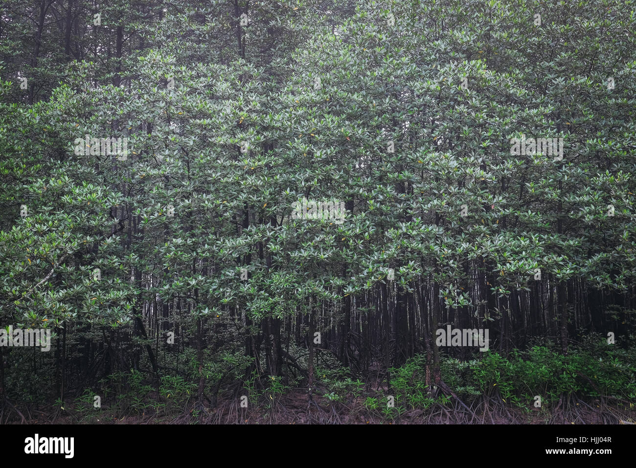 Mangroves broome mangrove hi-res stock photography and images - Alamy