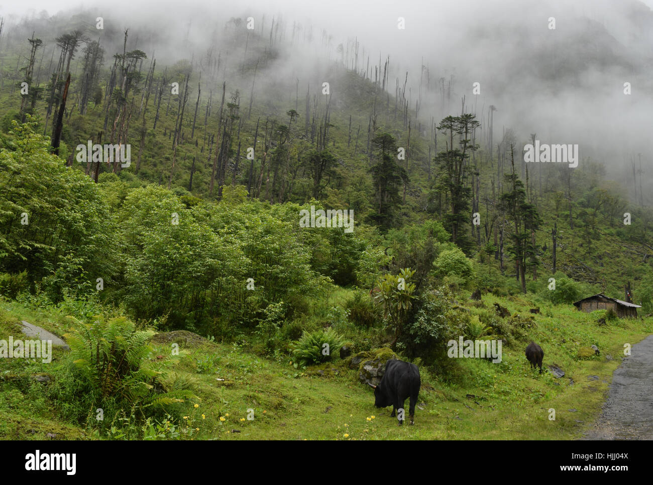 clouds floating in pine trees Stock Photo - Alamy