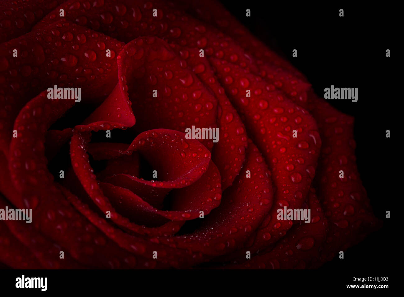 Blossom of red rose with water drops in front of black background ...
