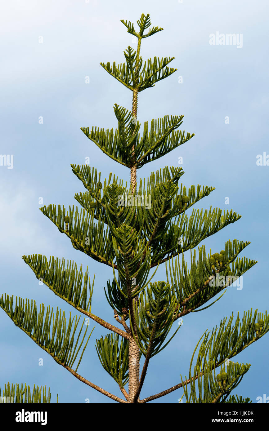 Pine tree top Stock Photo - Alamy