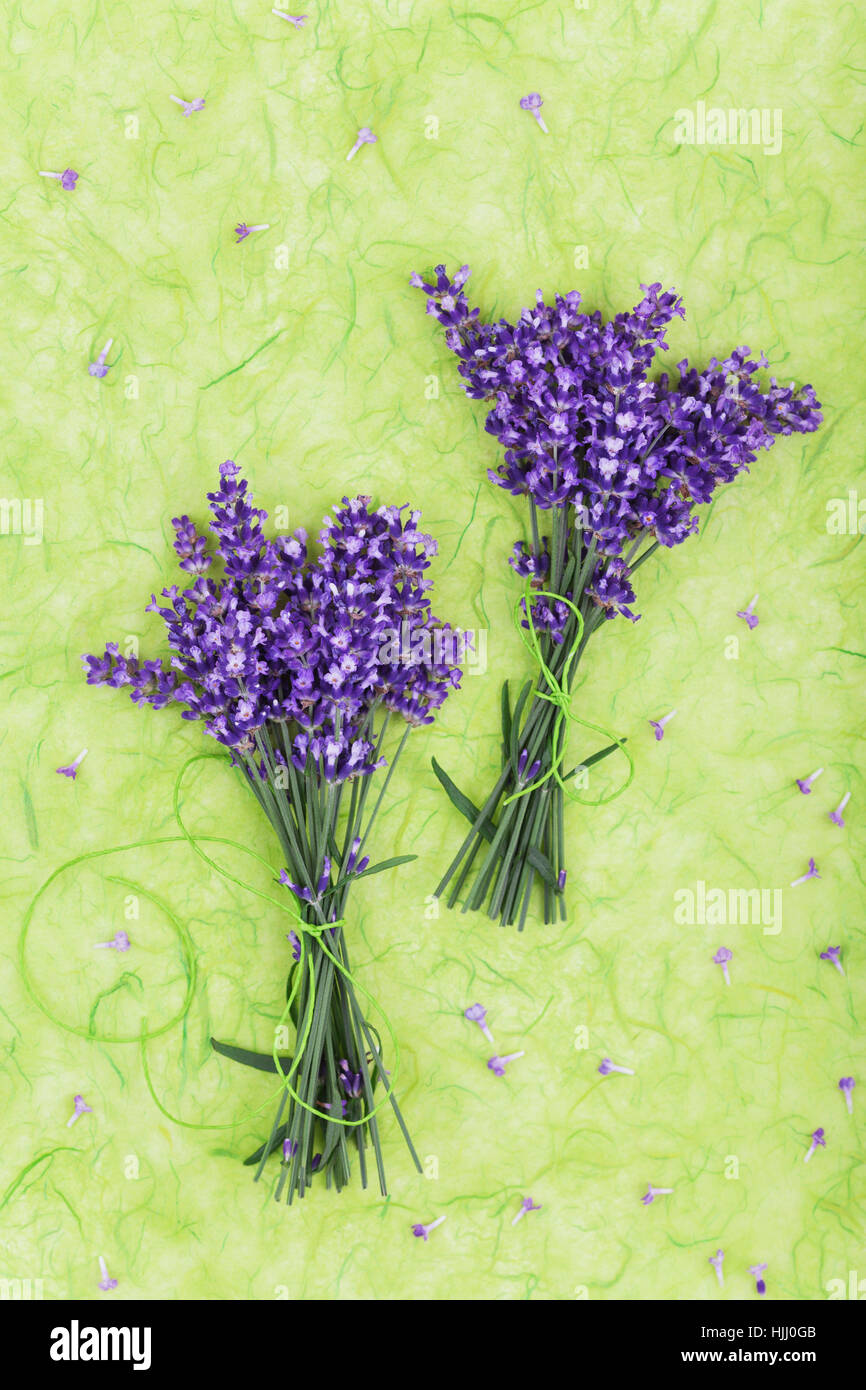 Two bunches of lavender on bright green paper Stock Photo - Alamy