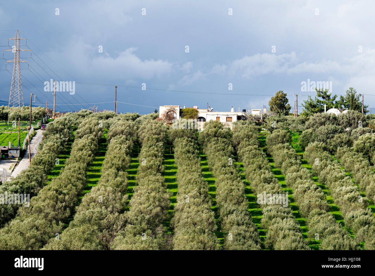 Olive oil tree field Stock Photo - Alamy