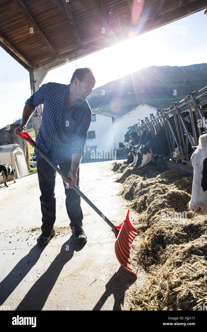 Farmer using a shovel to bring food closer to the cows on a farm Stock ...