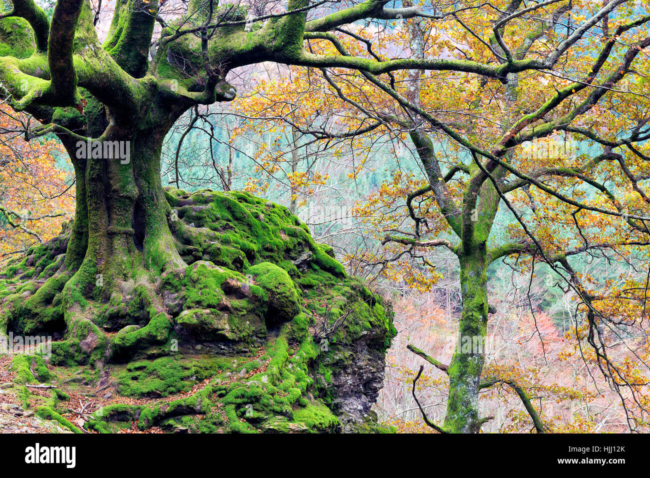Spain, Basque Country, Gorbea Natural Park, Otzarreta forest in autumn ...