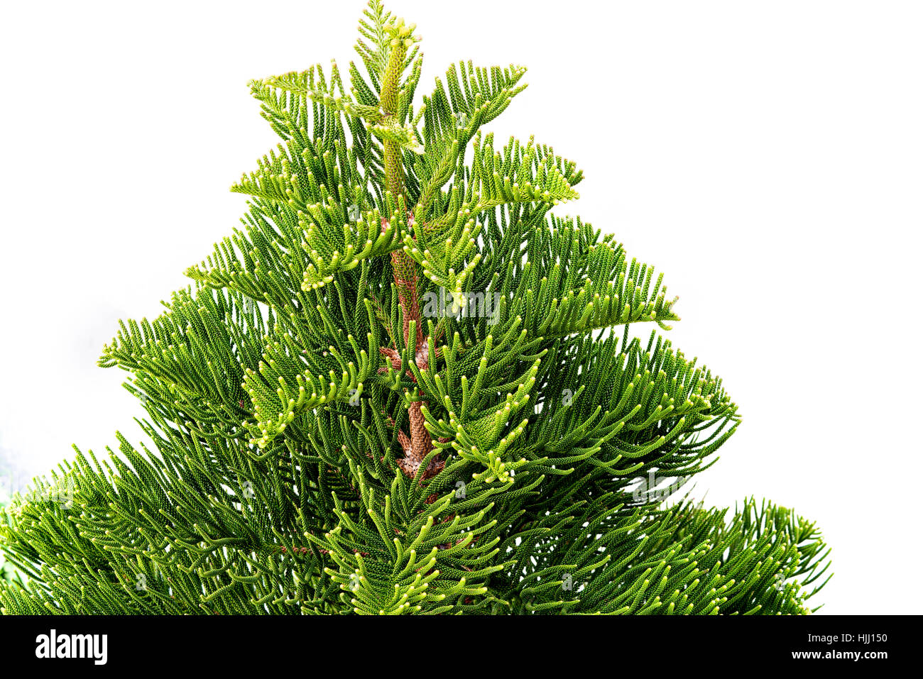 Top of pine tree Stock Photo - Alamy