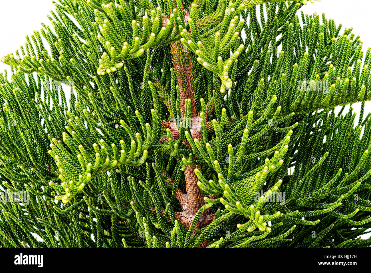 Pine tree close-up Stock Photo - Alamy