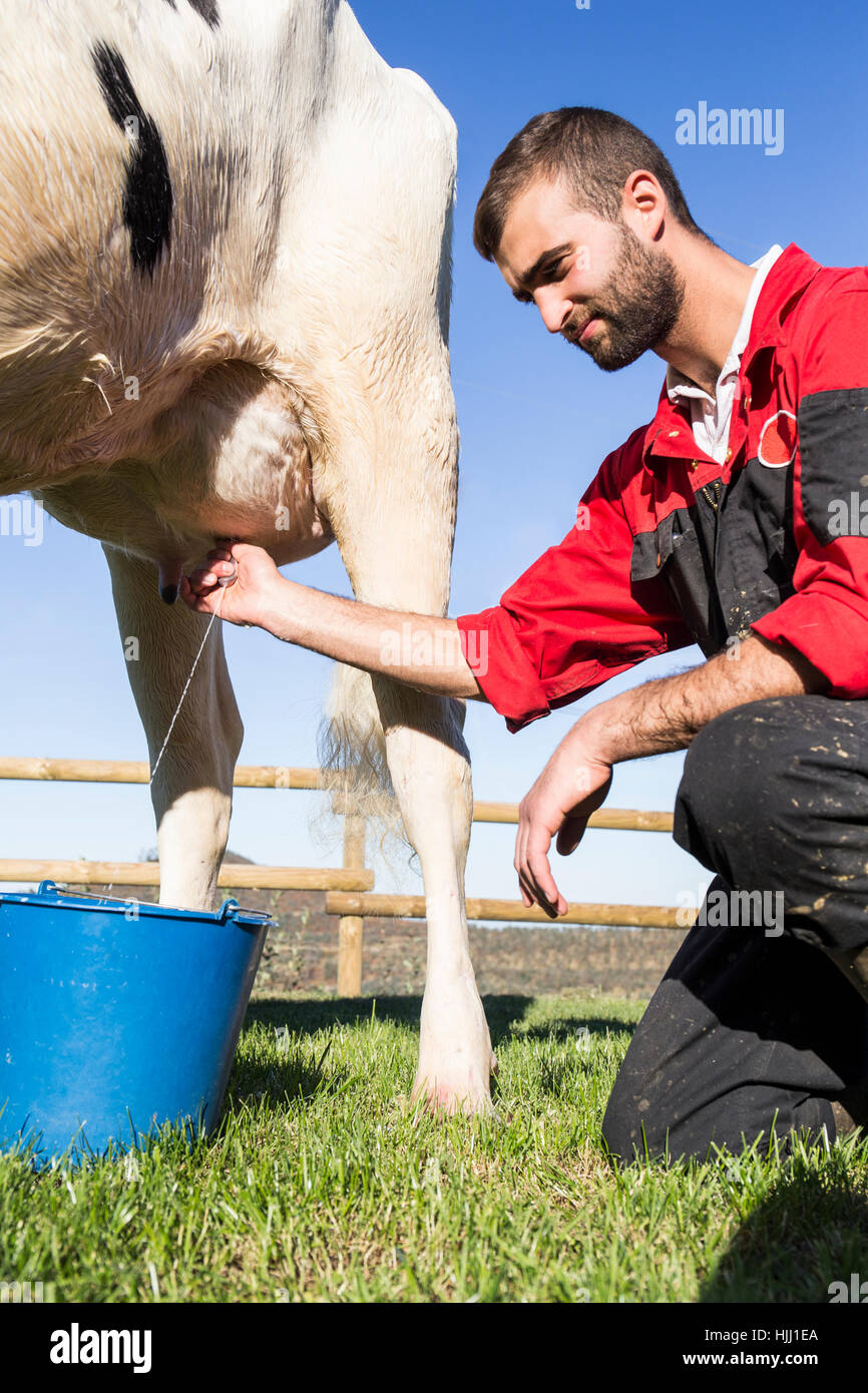 Farmer milking a cow bucket hi-res stock photography and images - Alamy