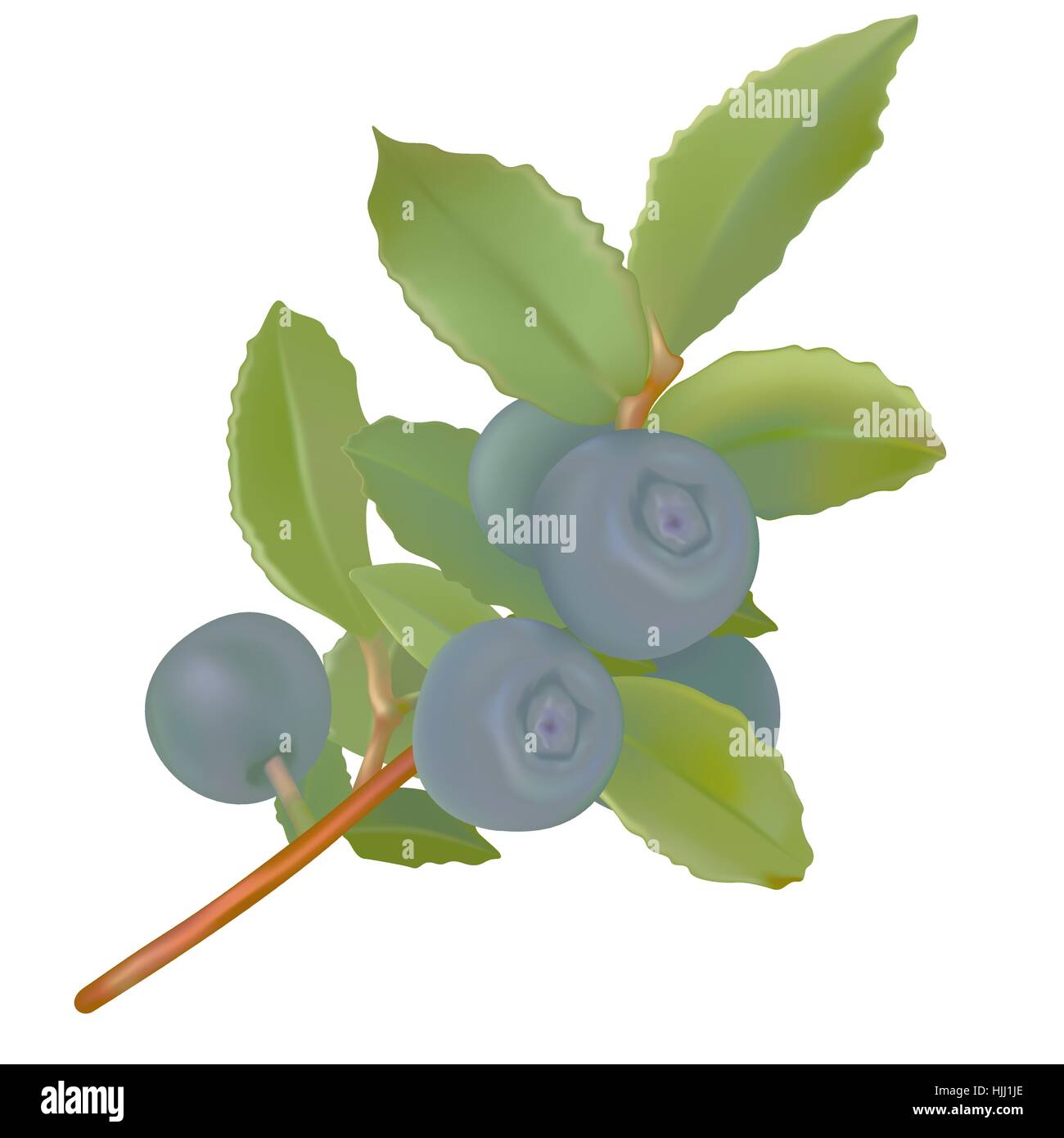 Blueberry Plant And Berries Stock Vector Image & Art - Alamy