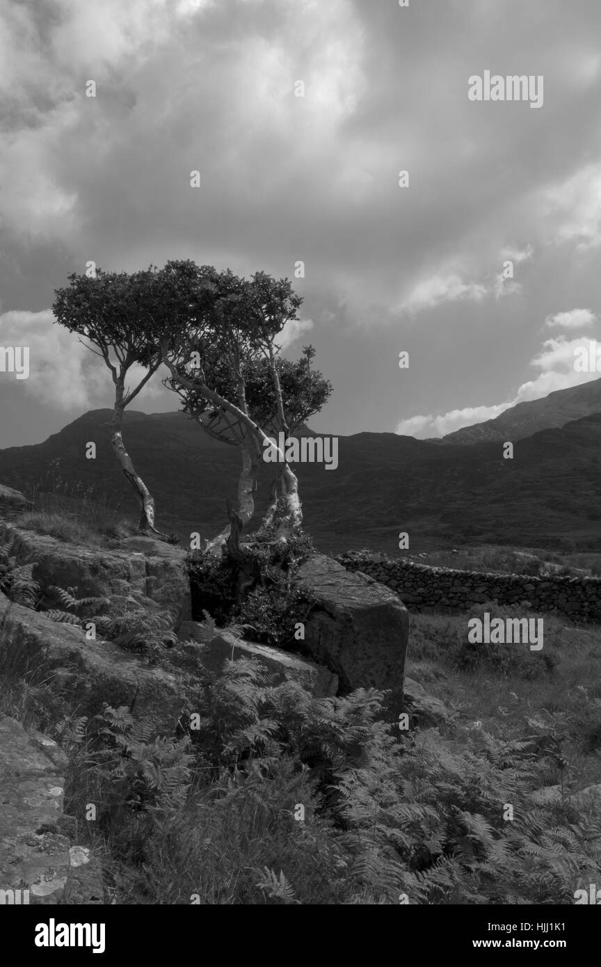 Welsh wall Black and White Stock Photos & Images - Alamy