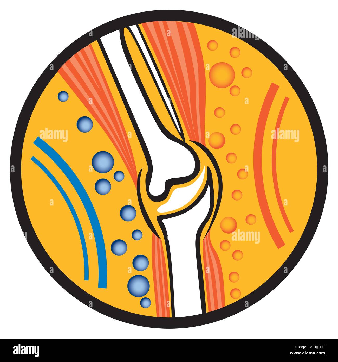 Knee Joint With Muscle Stock Vector Image & Art - Alamy