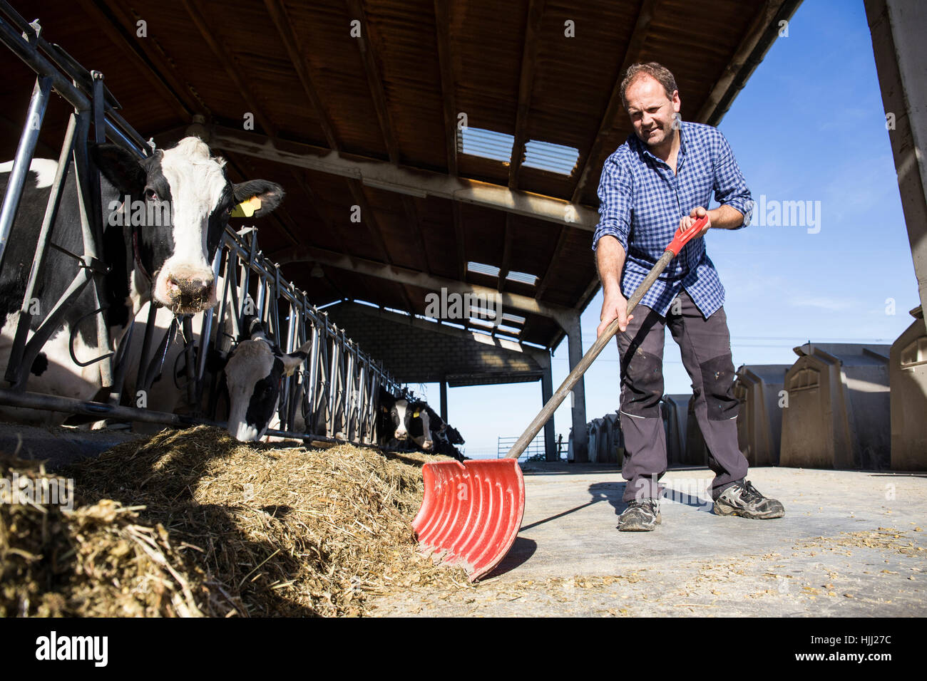 Farmer using a shovel to bring food closer to the cows on a farm Stock ...