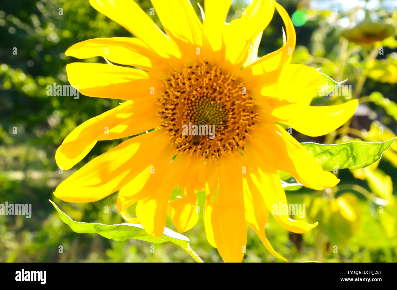 Sunflower's Details and within pollen patterns and colors are very ...