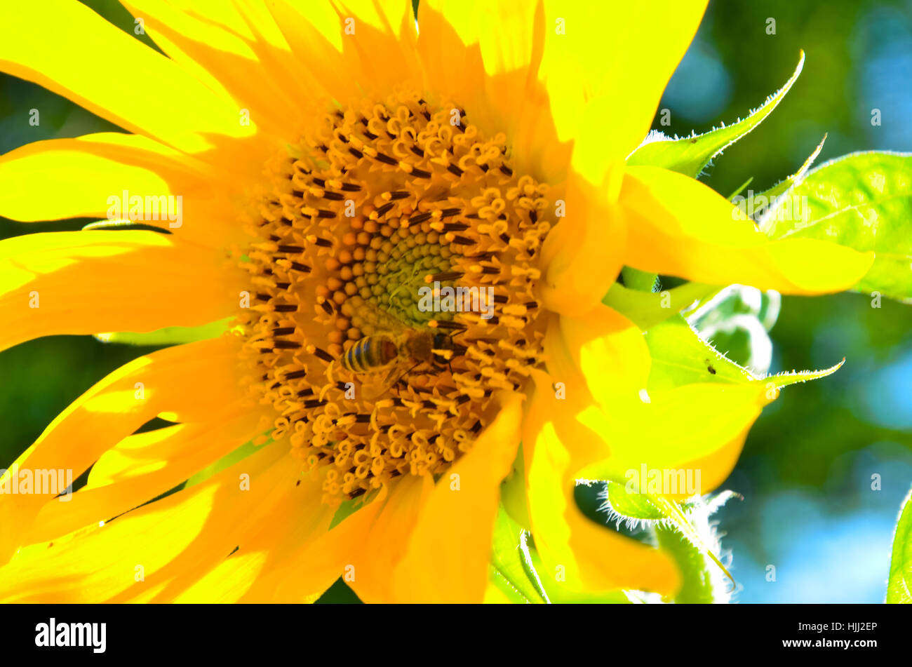 Sunflower's Details and within pollen patterns and colors are very ...