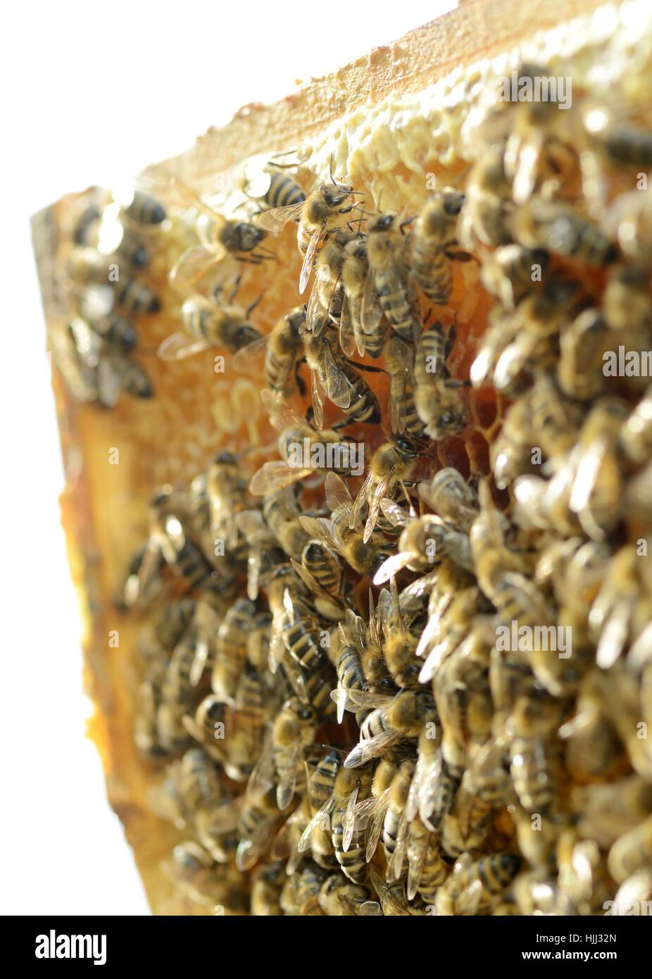 insect, beehive, honeycomb, honey, bee, apiarist, beekeeper, insect ...