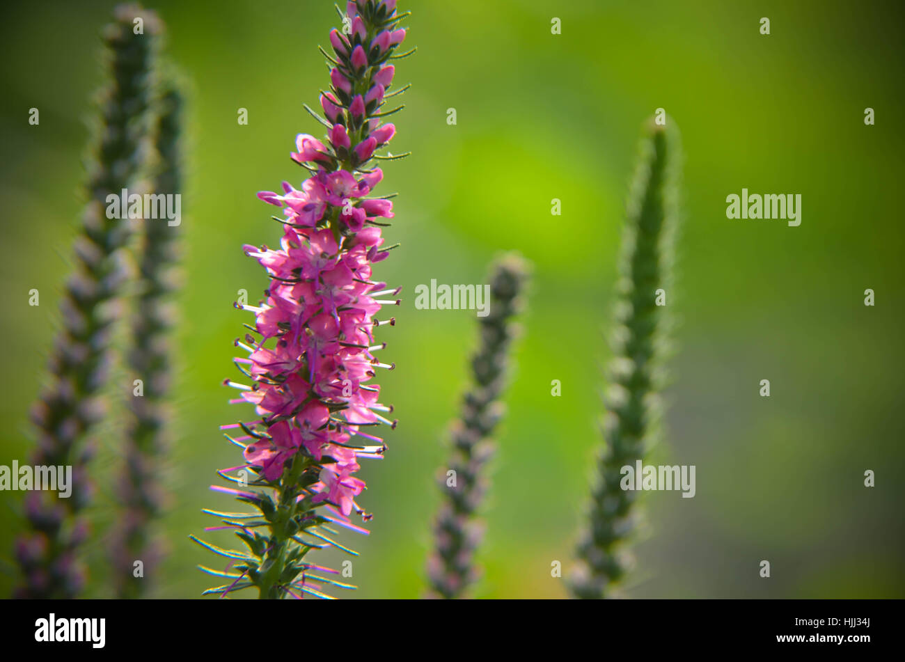 Common heather calluna vulgaris . Small honey forest plant and ...