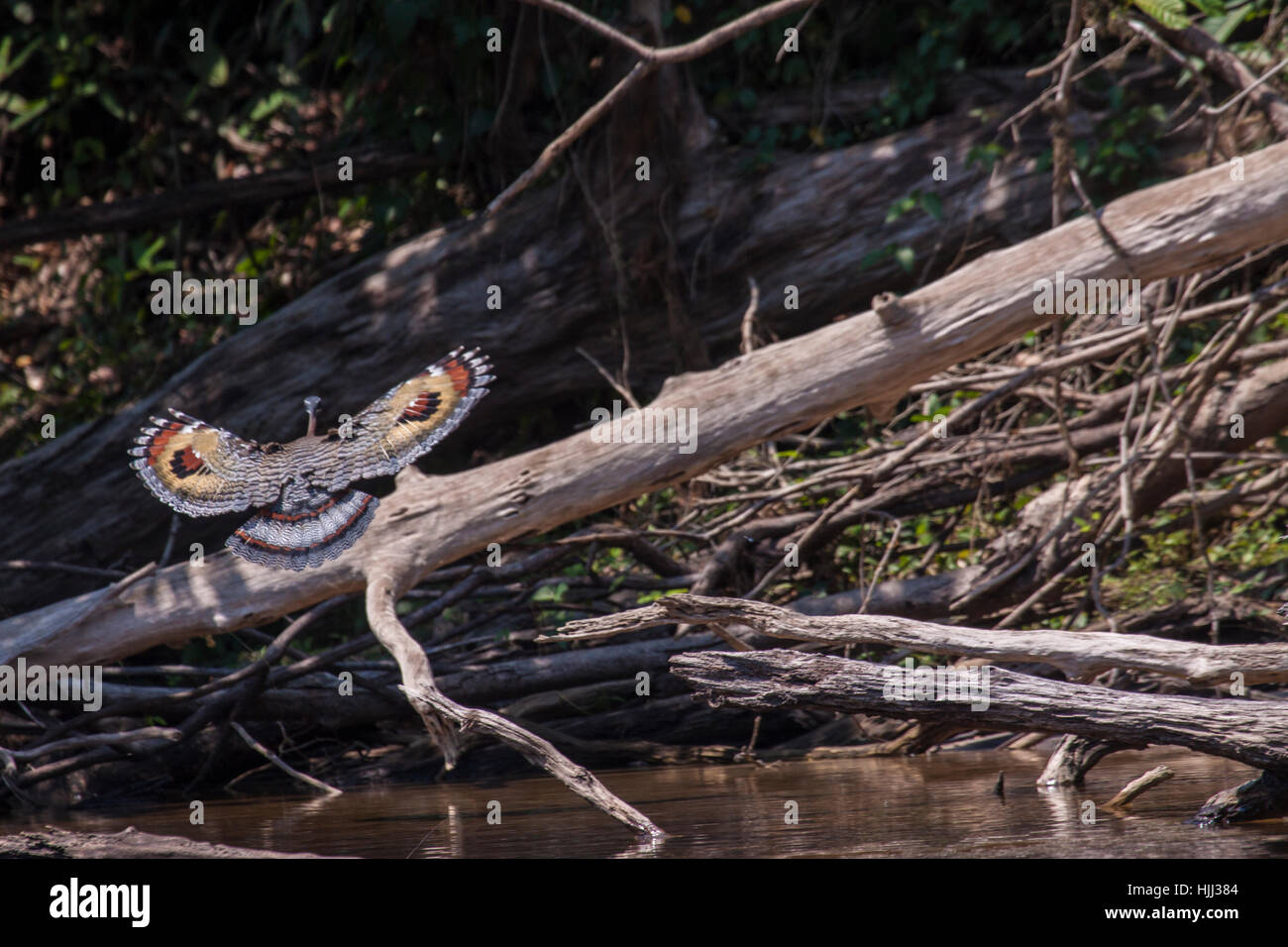 Sunbittern with outstretched wings showing remarkable wing pattern at edge of river in Brazil ...