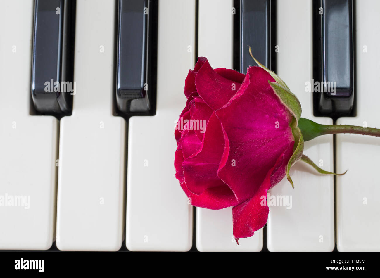 music, musical, flower, plant, rose, piano, key, romance, measure ...