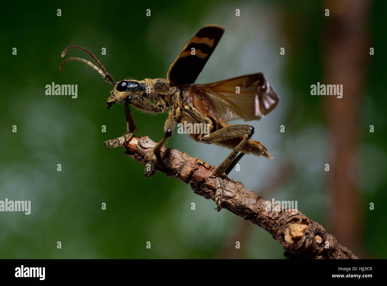 brown ribbed beetle on branch in forest Stock Photo - Alamy