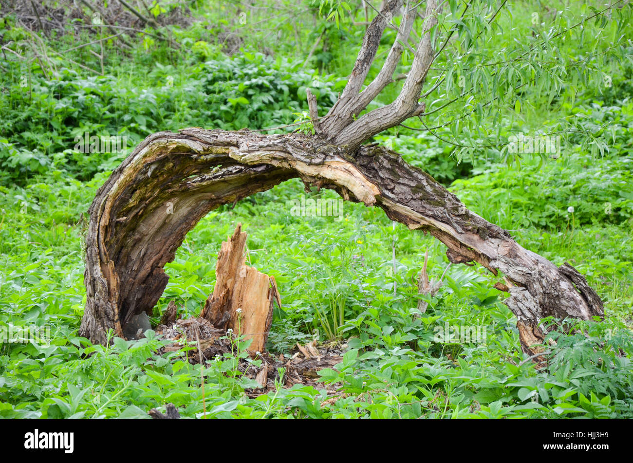 bough of old willow tree in spring Stock Photo - Alamy