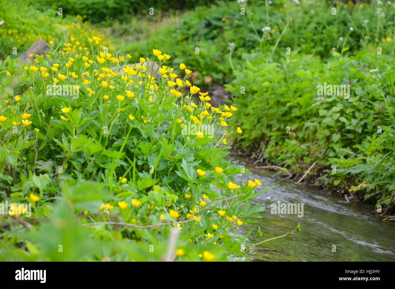 A photo of small river in early spring landscape with yellow flowers ...