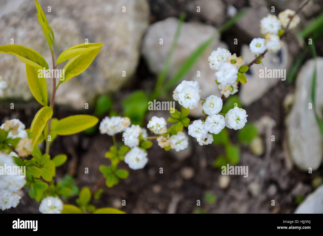 bush of white flowers in spring Ukraine Stock Photo - Alamy