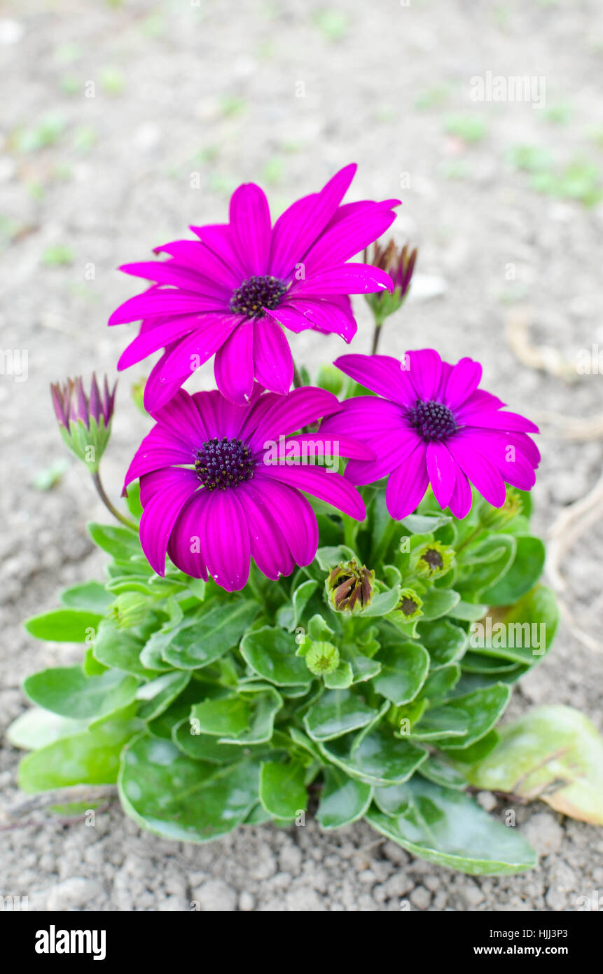 Dimorphoteca hi-res stock photography and images - Alamy