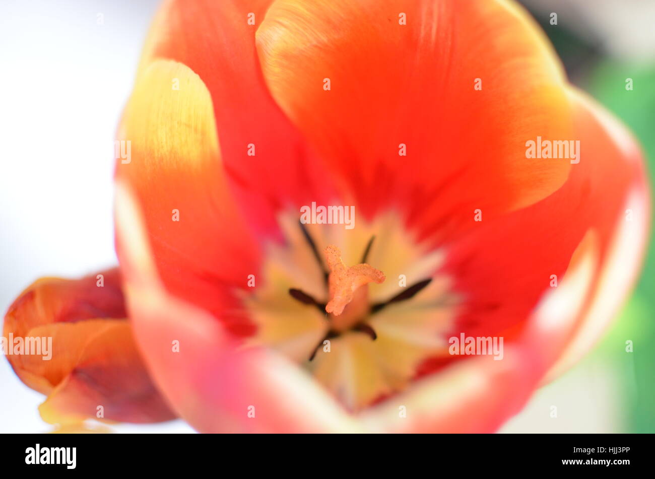 Closeup photo of red tulip core, abstract floral background, spring time nature detail Stock ...
