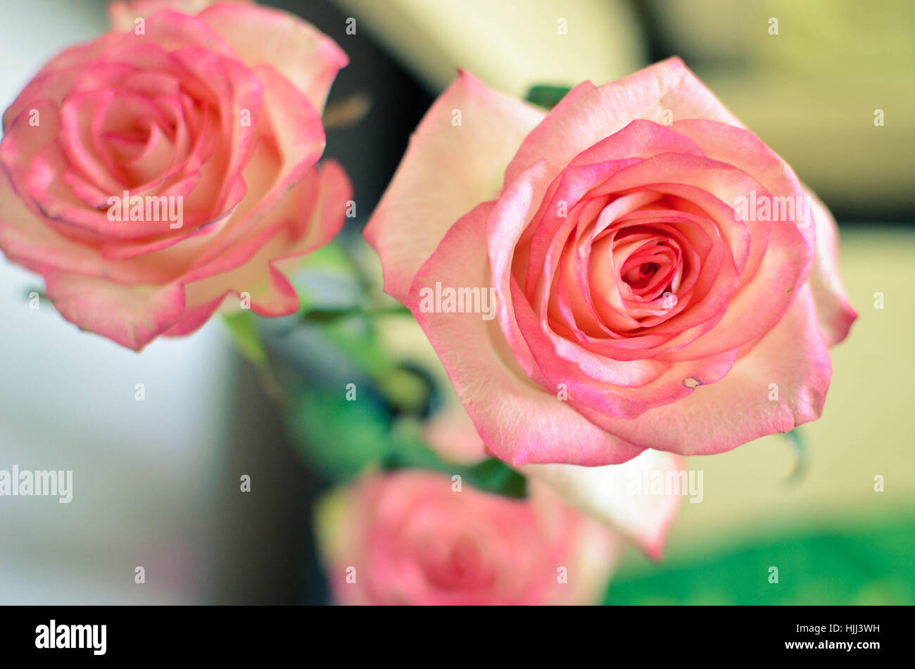 Pink Spring Rose Flower on the Table Stock Photo - Alamy