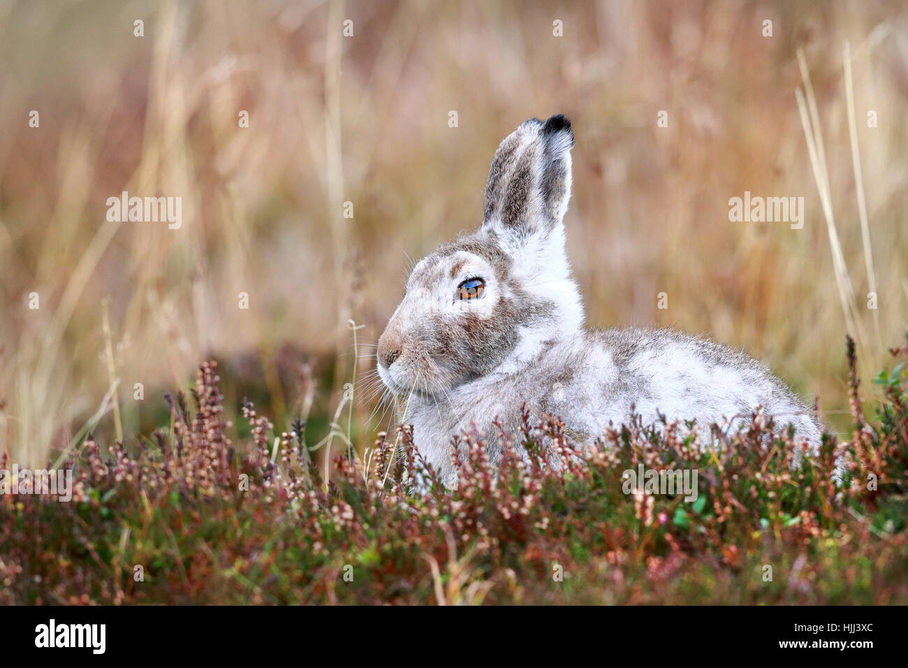 Snow Hare High Resolution Stock Photography and Images - Alamy