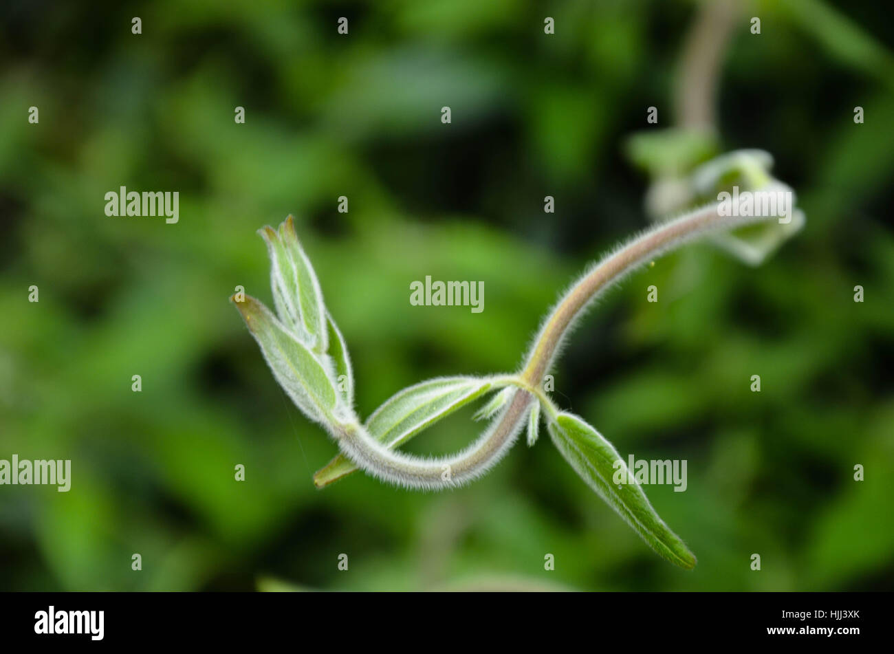 flowering vines macro selective focus, horizontal photo. Ukraine Stock ...