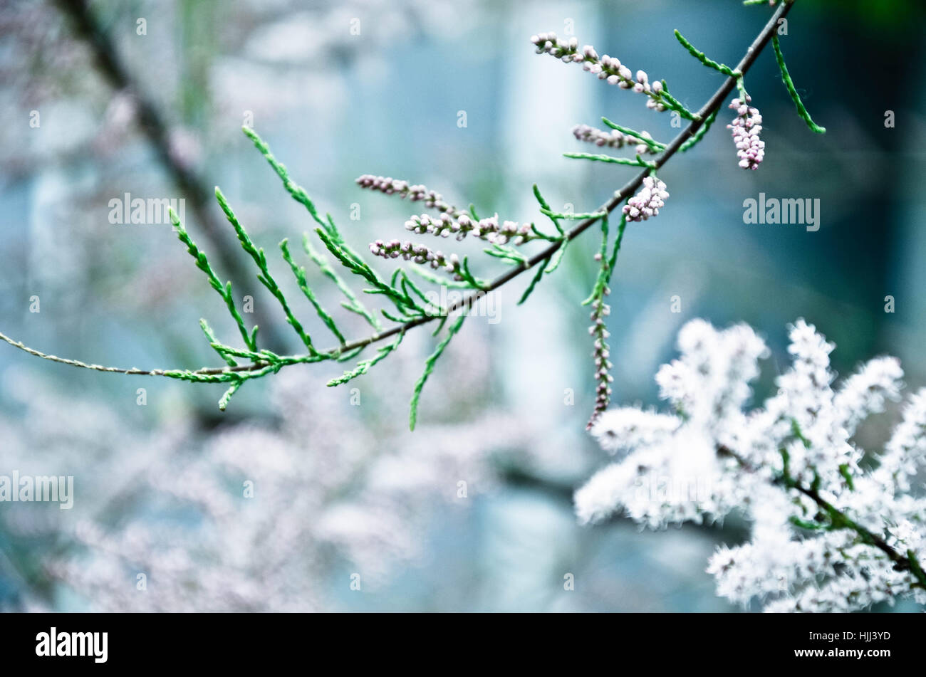 Salt cedar hi-res stock photography and images - Alamy