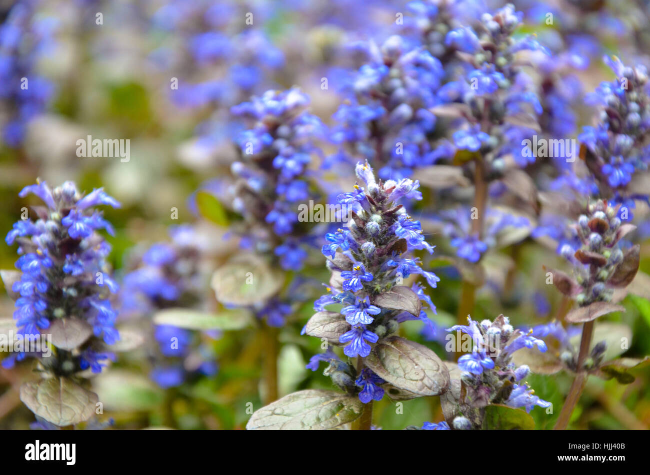 Ajuga reptans bugle medicinal plant hi-res stock photography and images ...
